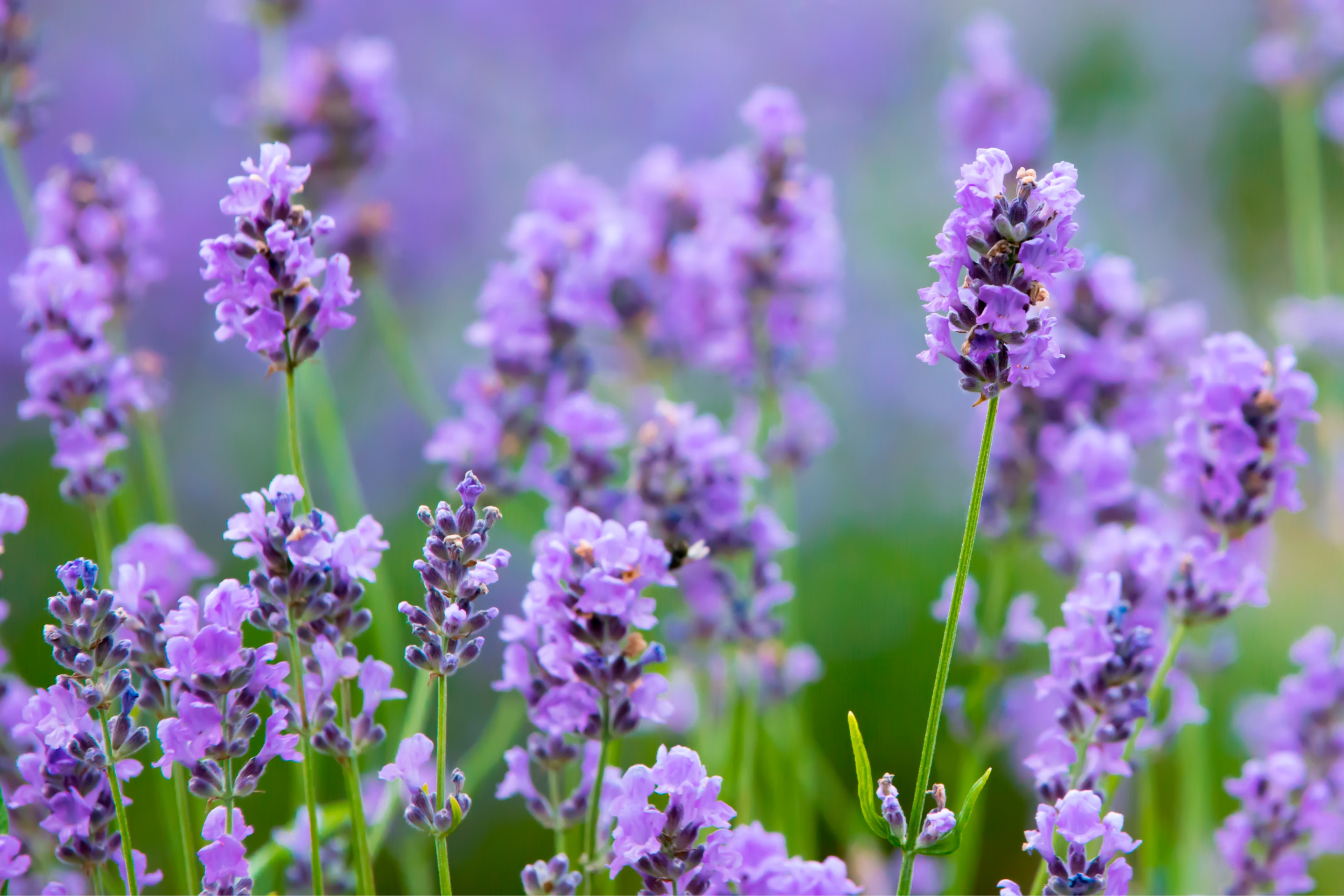 Rekomendasi Parfum Pria dengan Wangi Lavender, Kalem Tapi Tetap ...