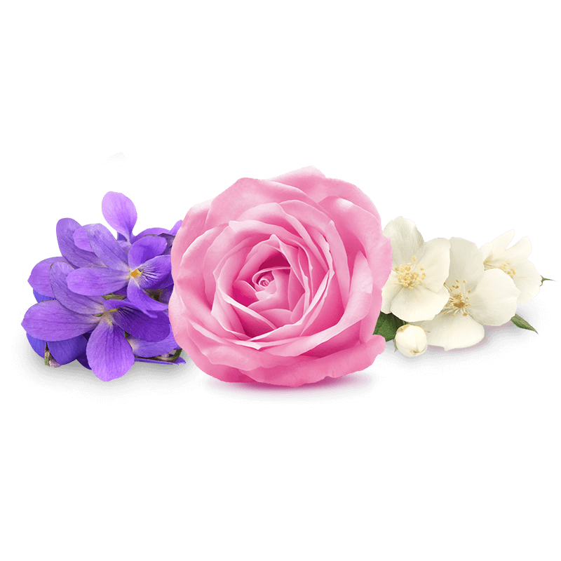 Rosas Francesas | LUX