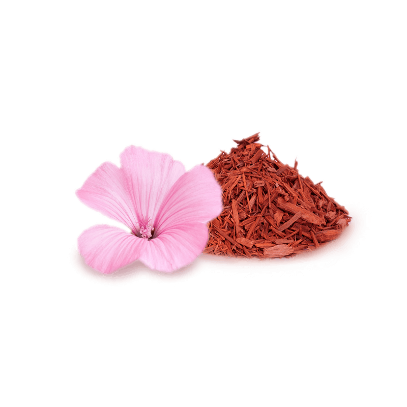 Rosas Francesas | LUX