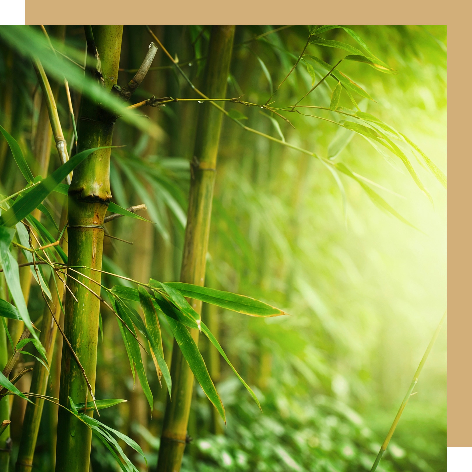 Bamboo | Love Beauty and Planet